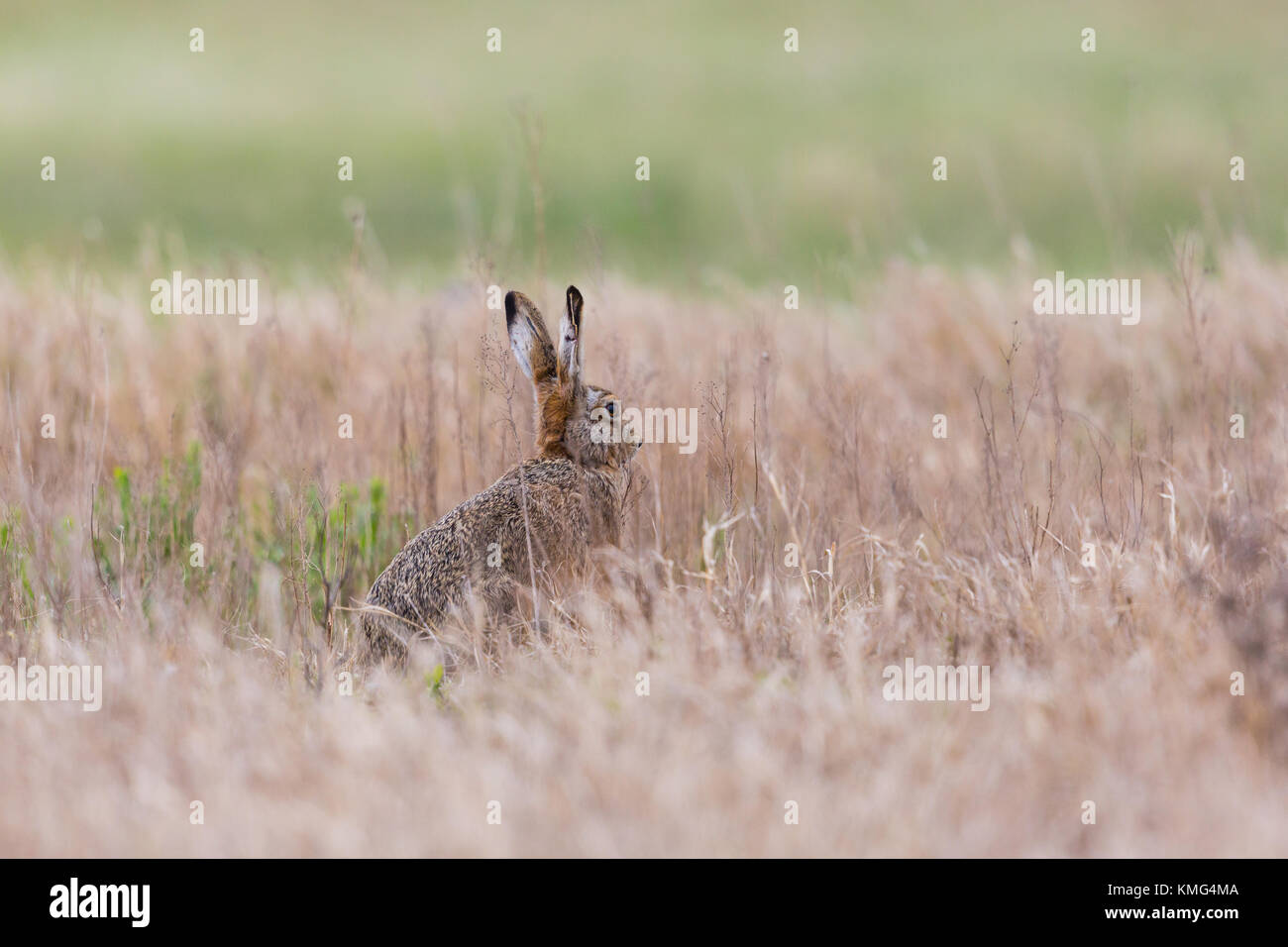 natural european brown hare jackrabbit (lepus europaeus) hidden in ...