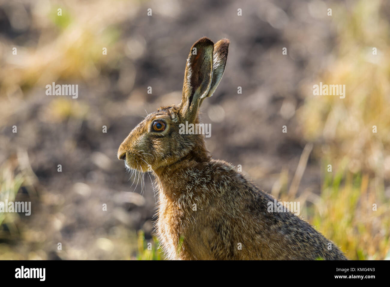 side view portrait sitting natural european brown hare jackrabbit ...