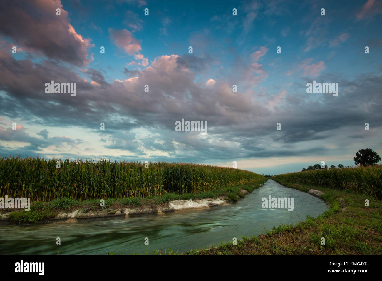 Irrigation canal through corn fields with beautiful indigo sky ...