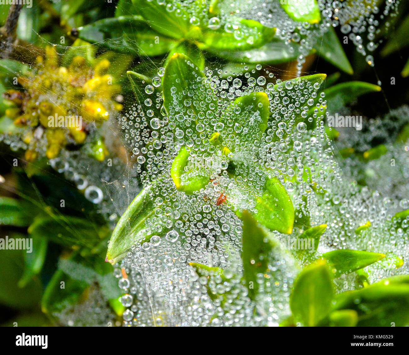 Spiders of india hi-res stock photography and images - Alamy
