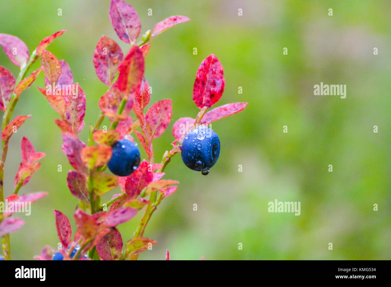 Wild blueberry with red autumn leaves; taken in Finland Stock Photo - Alamy