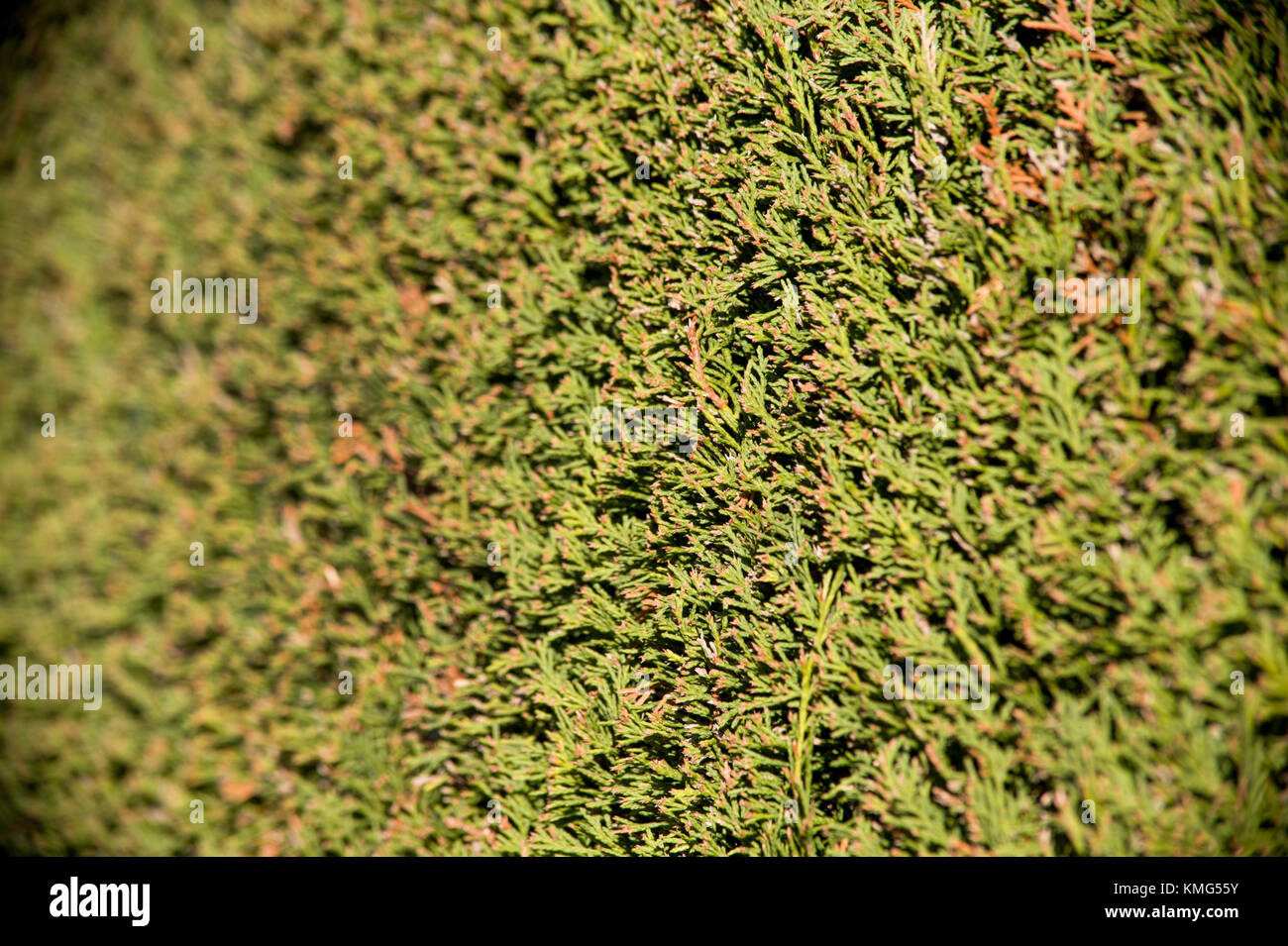 Yew hedge close up Stock Photo - Alamy