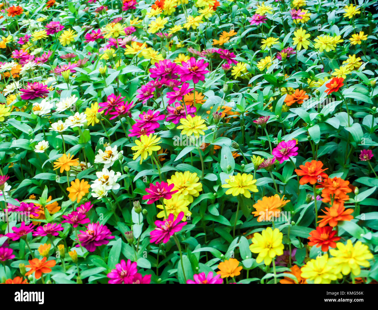 The zinnia flower is one of the most exuberant flowers you will want to ...
