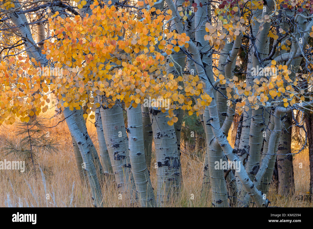 Quaking aspens (Populus tremuloides) in fall foliage, June Lake Loop ...