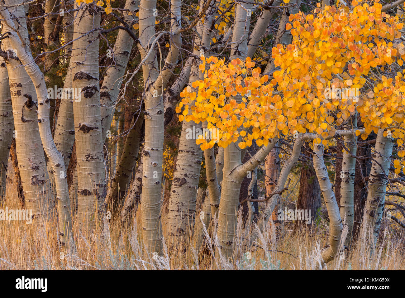 Quaking aspens (Populus tremuloides) in fall foliage, June Lake Loop ...