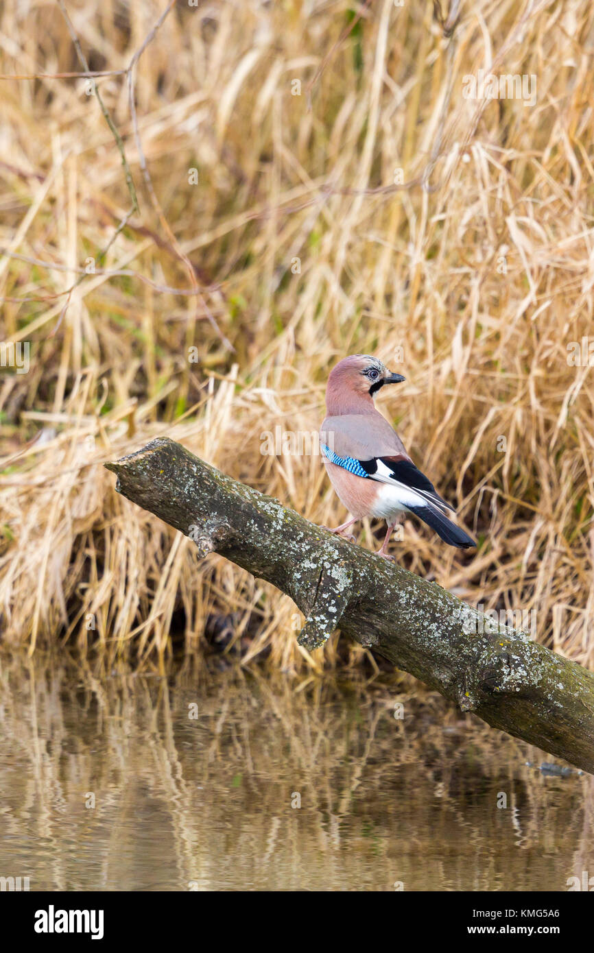 one natural eurasian jay bird (garrulus glandarius) standing on branch ...