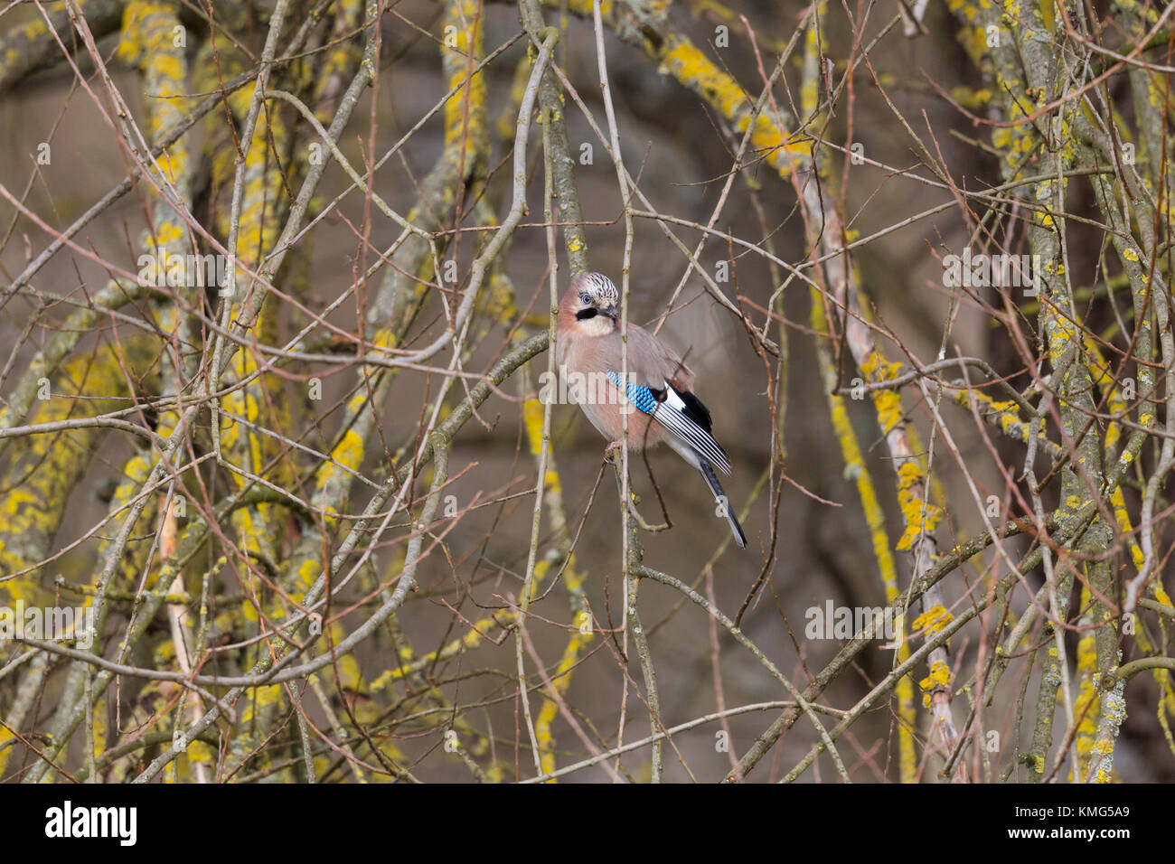 one natural eurasian jay bird (garrulus glandarius) sitting in branches ...