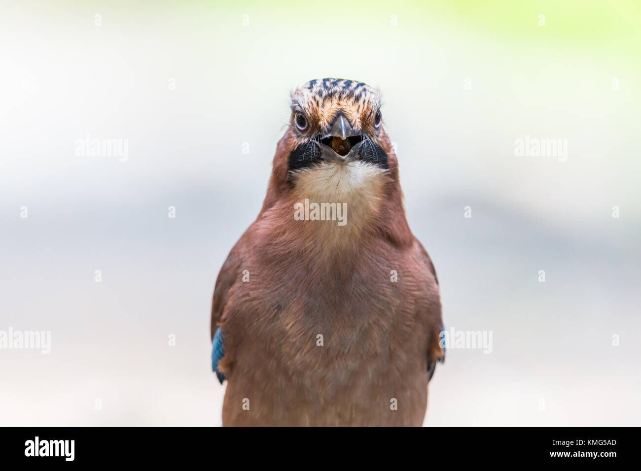 front view portrait natural young eurasian jay bird (garrulus ...