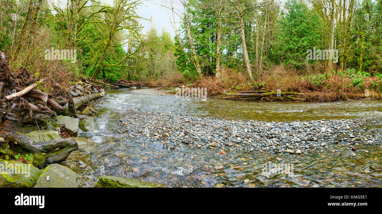 Panoramic view of rain forest at Holland Creek trail in Ladysmith ...