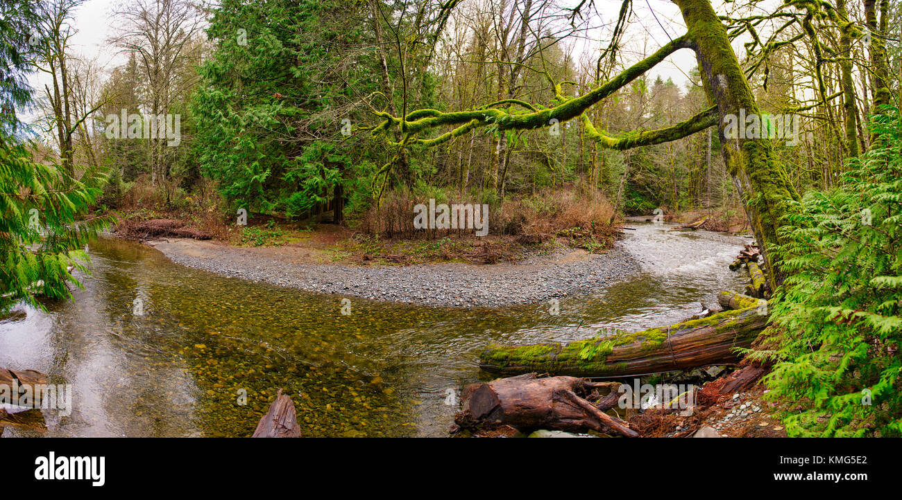 Panoramic view of rain forest at Holland Creek trail in Ladysmith ...
