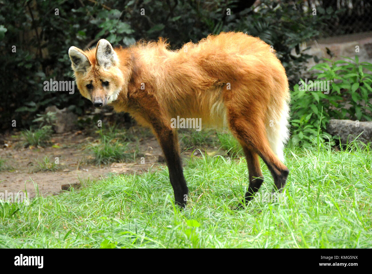 Maned wolf argentina hi-res stock photography and images - Alamy