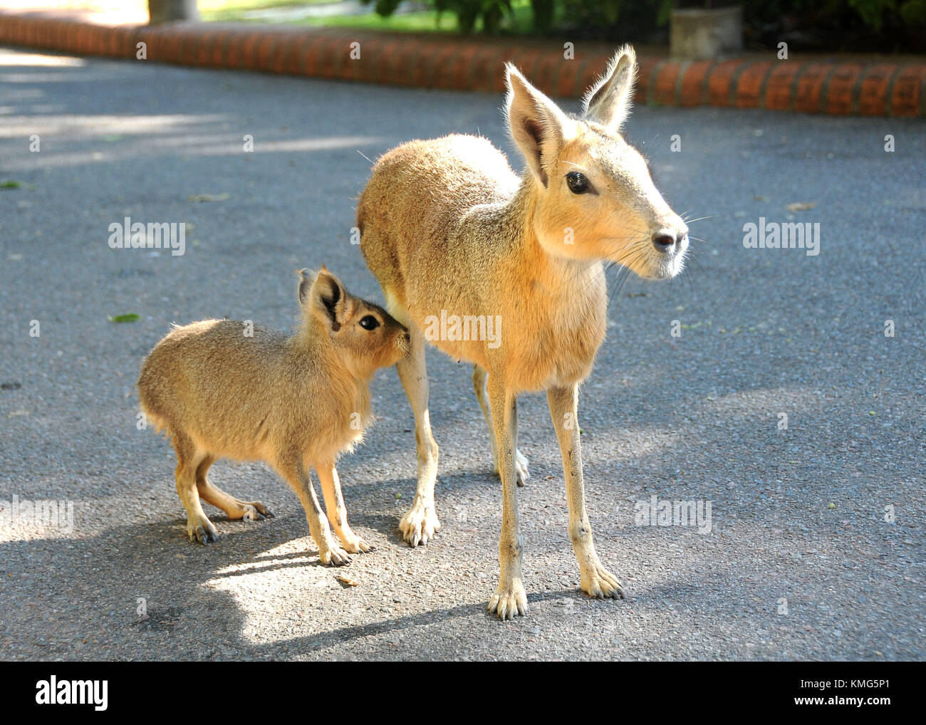 Atmosphere of Mara mother and baby at Buenos Aires Zoo December 2016 in ...