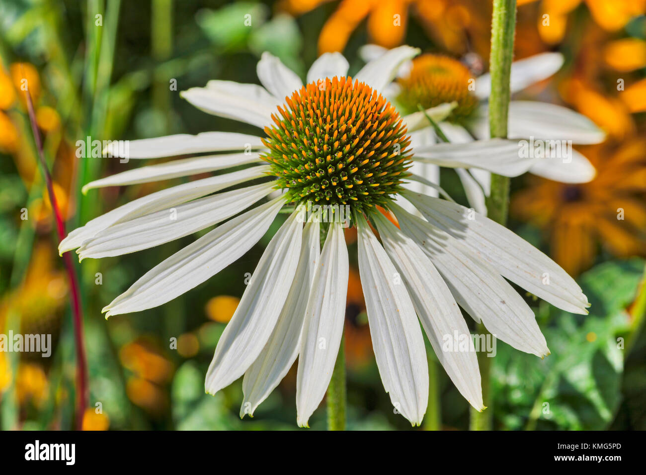 Coneflower plant hi-res stock photography and images - Alamy
