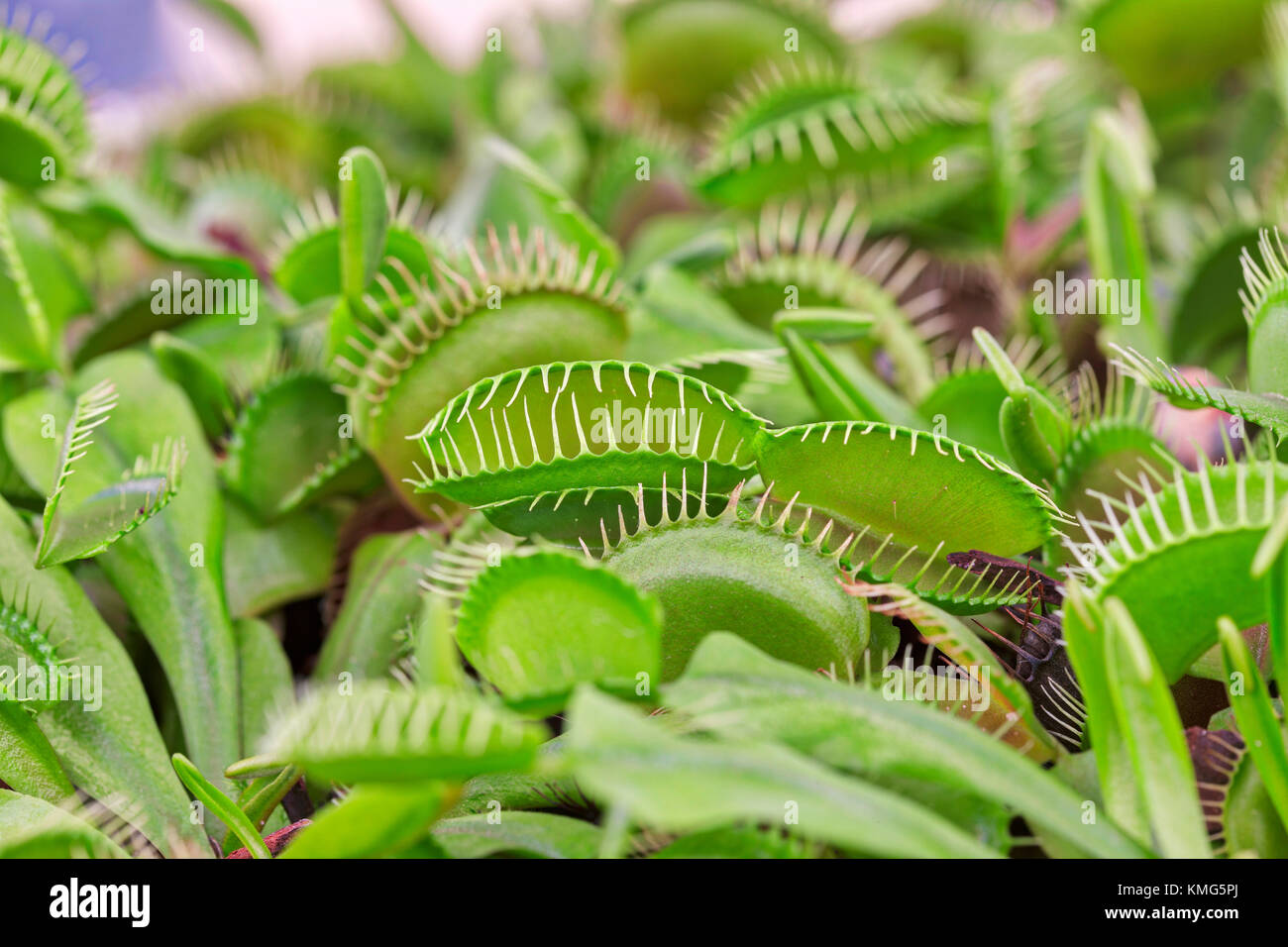 Close-up of Venus flytrap plant Stock Photo - Alamy