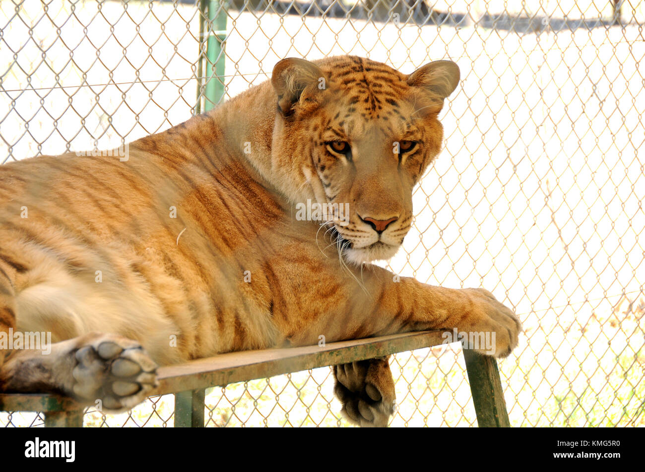 Liger hi-res stock photography and images - Alamy