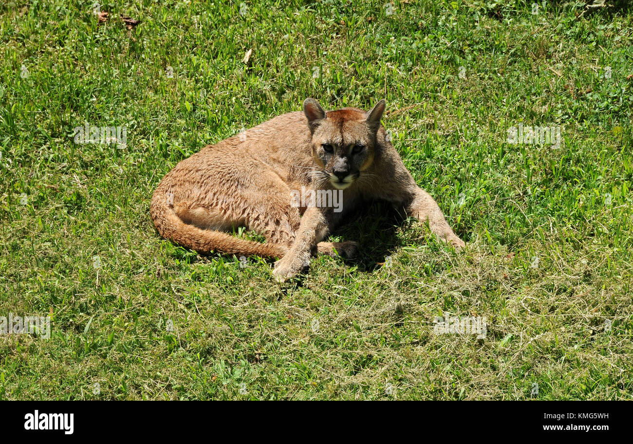 A general view of atmosphere of a puma, mountain lion at Temaiken ...