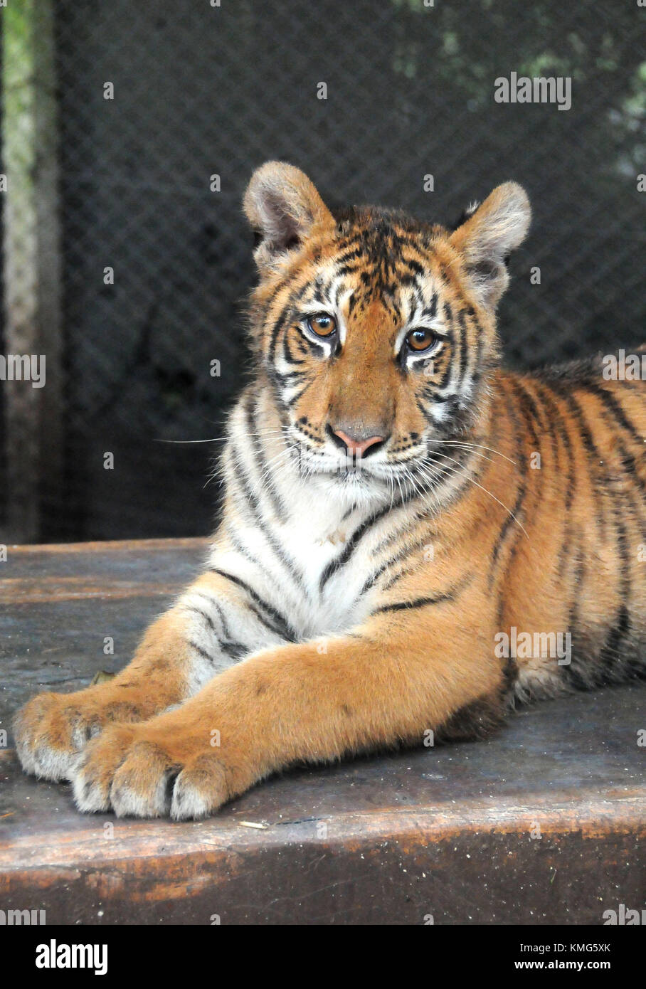 A general view of atmosphere of a tiger in December 2016 Buenos Aires ...