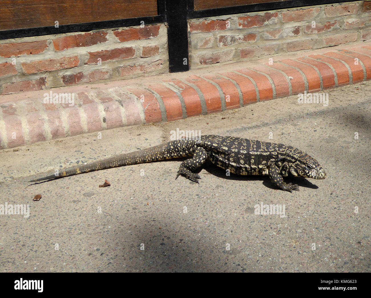 A general view of atmosphere of a Tegu lizard in December 2016 Buenos ...