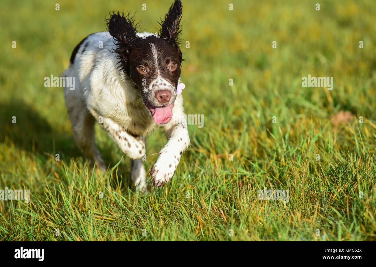 English springer puppy gundog puppy hi-res stock photography and images ...