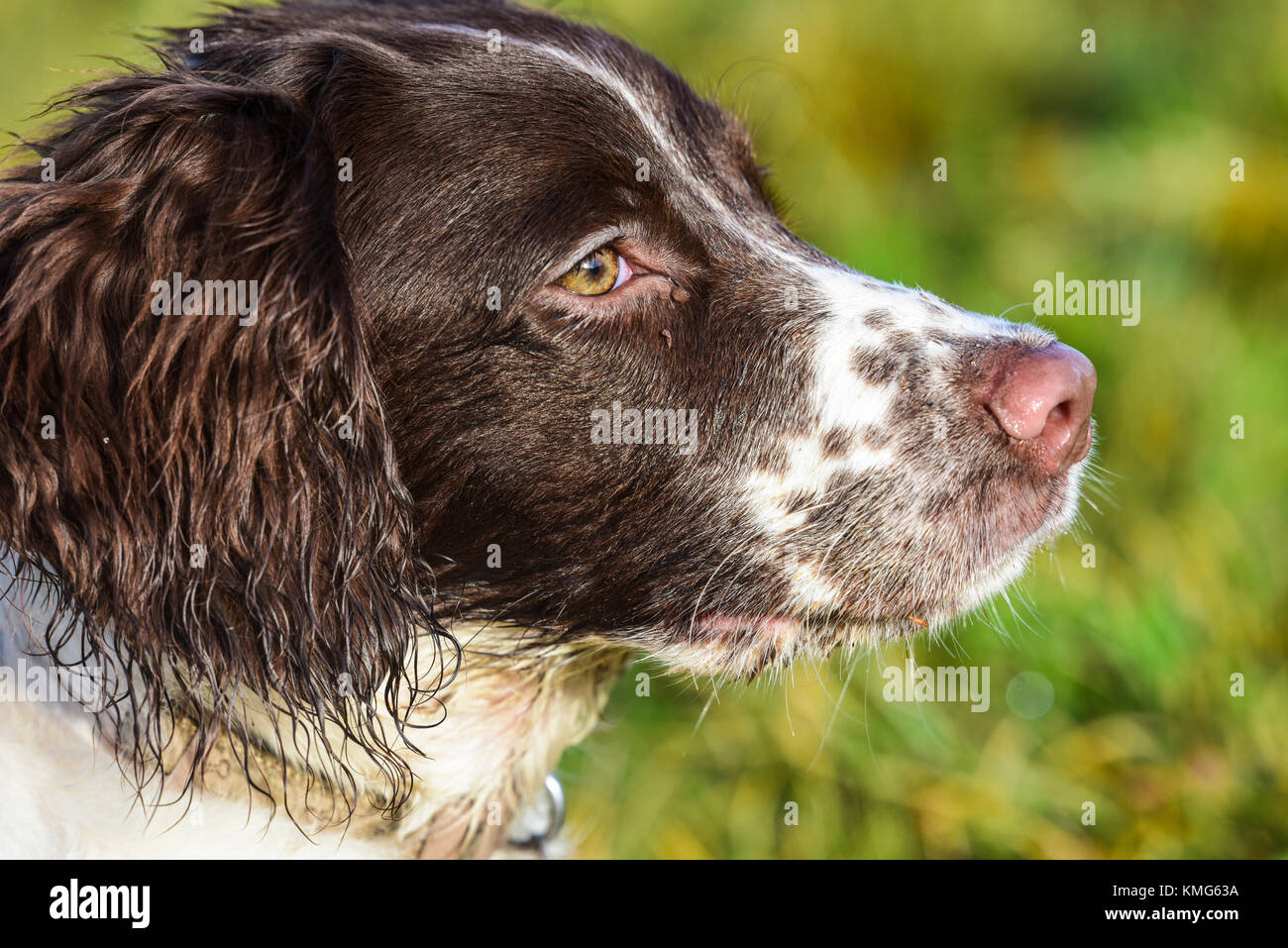 English springer puppy gundog puppy hi-res stock photography and images ...