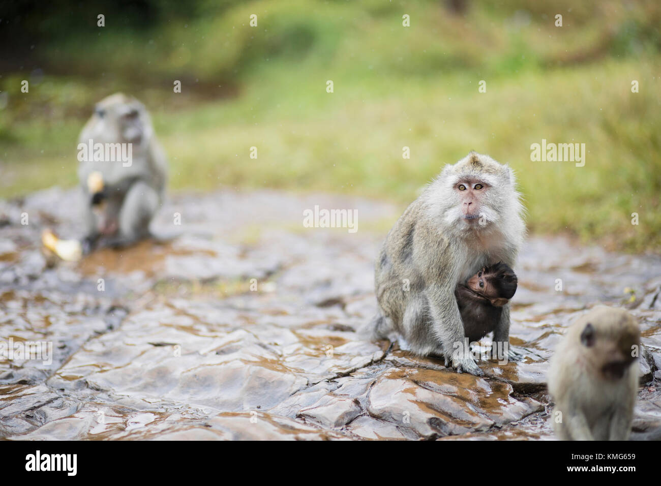 Egret monkey with baby Stock Photo - Alamy