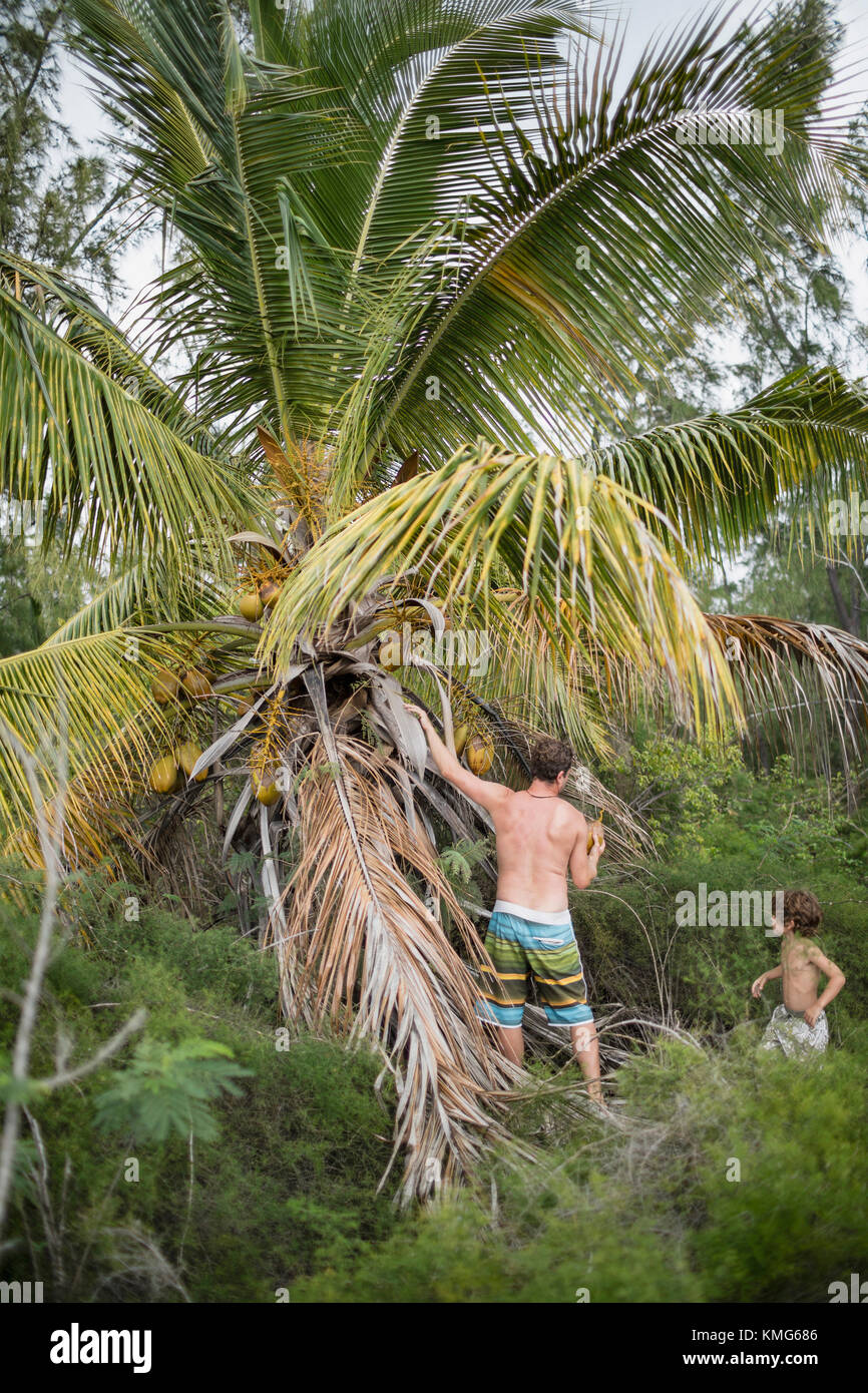 Father and son picking coconuts Stock Photo - Alamy