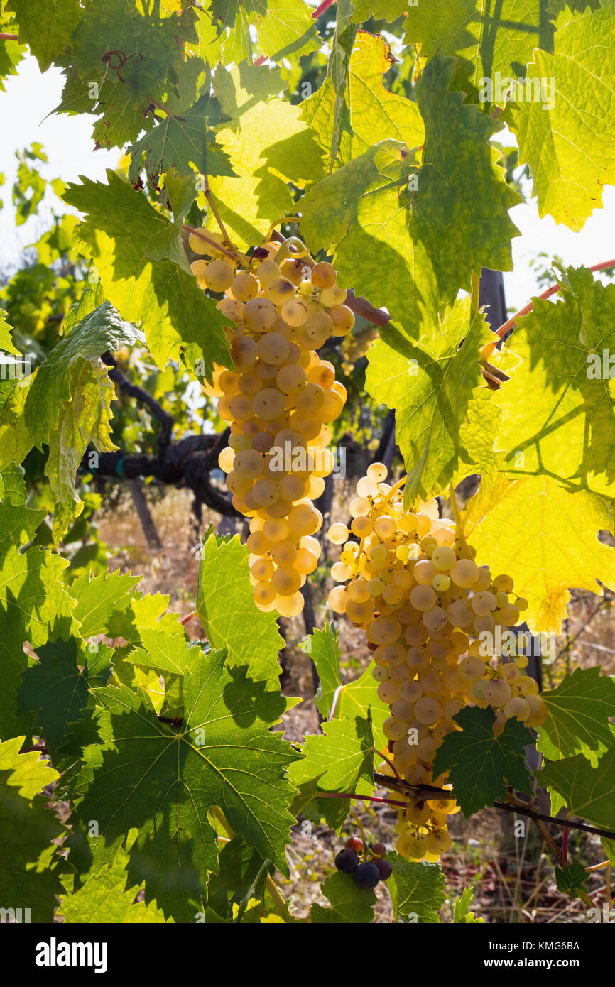 Citrus vine hi-res stock photography and images - Alamy