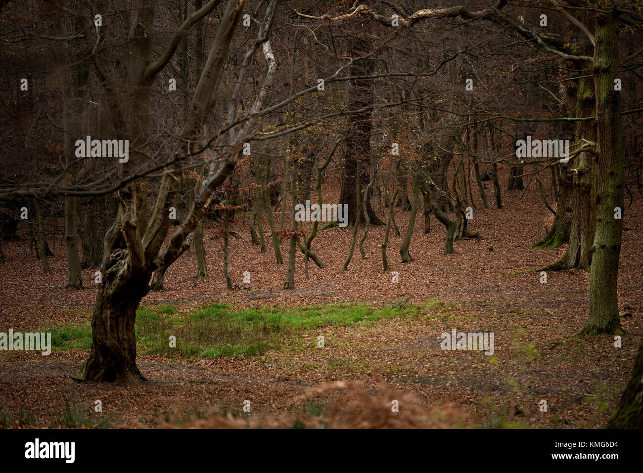 Epping Forest,High Beech or High Beach,inside Epping Forest and is ...