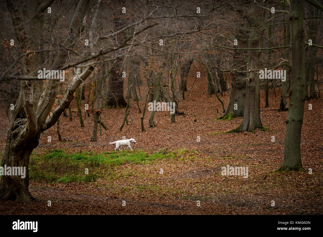 High beach epping hi-res stock photography and images - Alamy