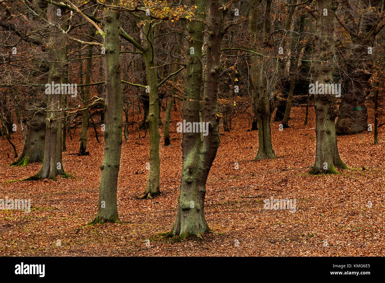 Epping Forest,High Beech or High Beach,inside Epping Forest and is ...