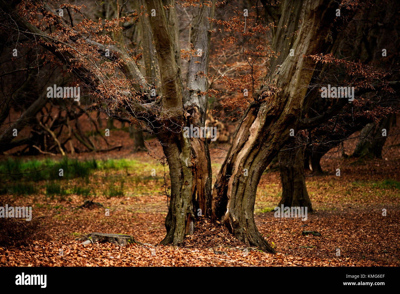 Epping Forest,High Beech or High Beach,inside Epping Forest and is ...