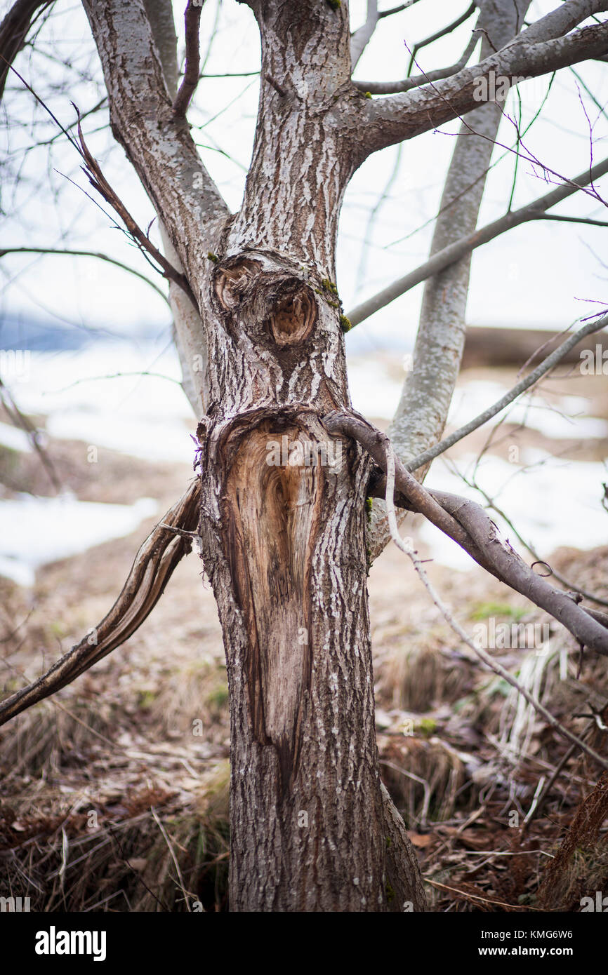 Anthropomorphic tree hi-res stock photography and images - Alamy