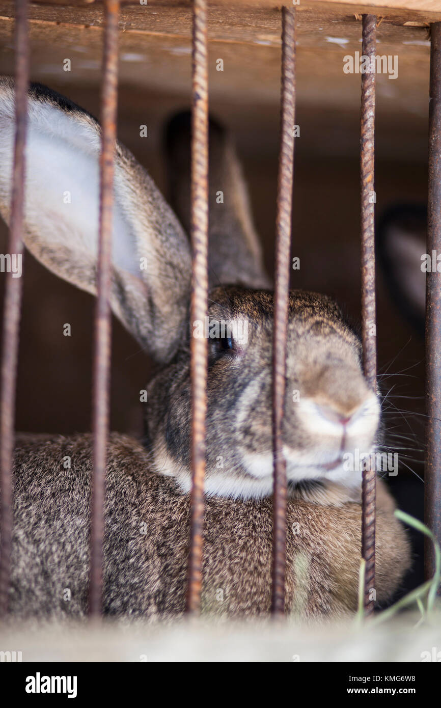 Trapped rabbit hi-res stock photography and images - Alamy