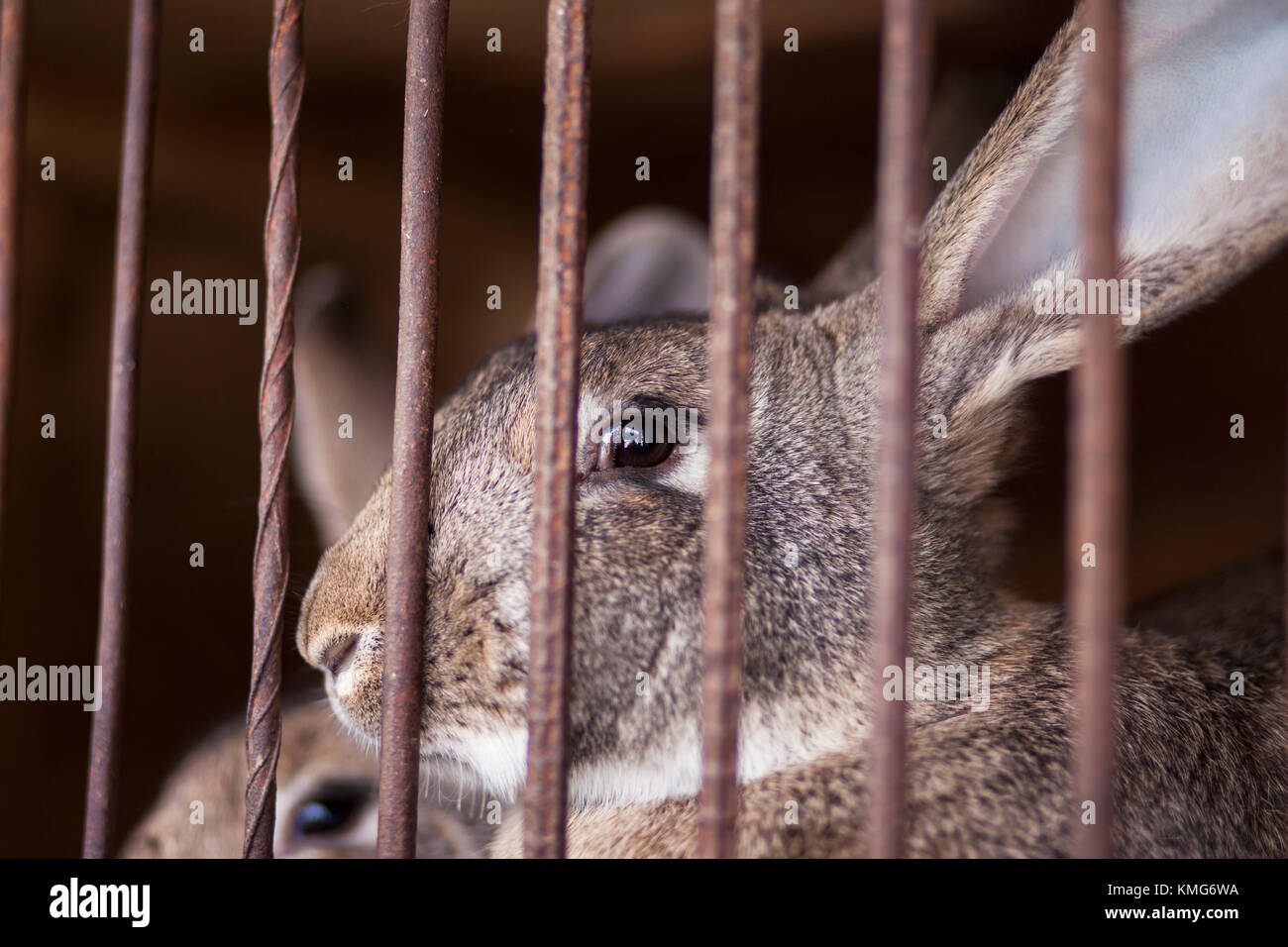 Pet rabbit cage hi-res stock photography and images - Alamy