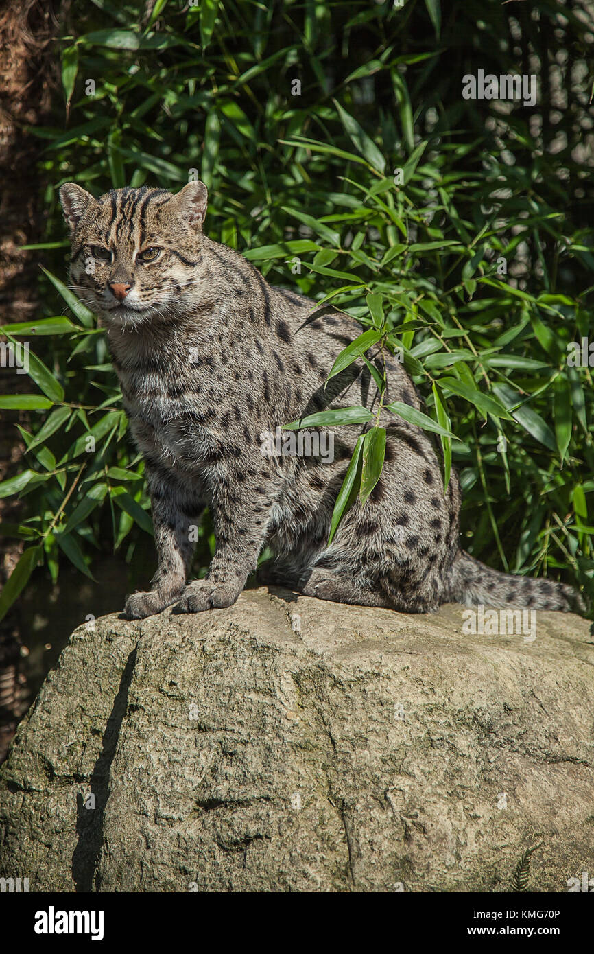 Fishing Cat Prionailurus Viverrinus Stock Photos & Fishing Cat ...