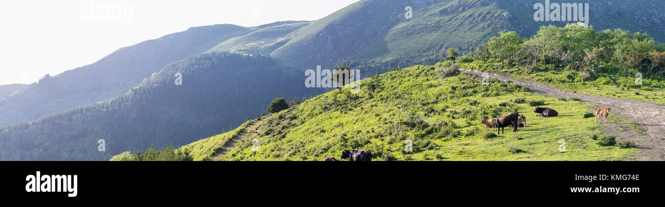 Cow and panoramic view over Basque mountain Stock Photo - Alamy