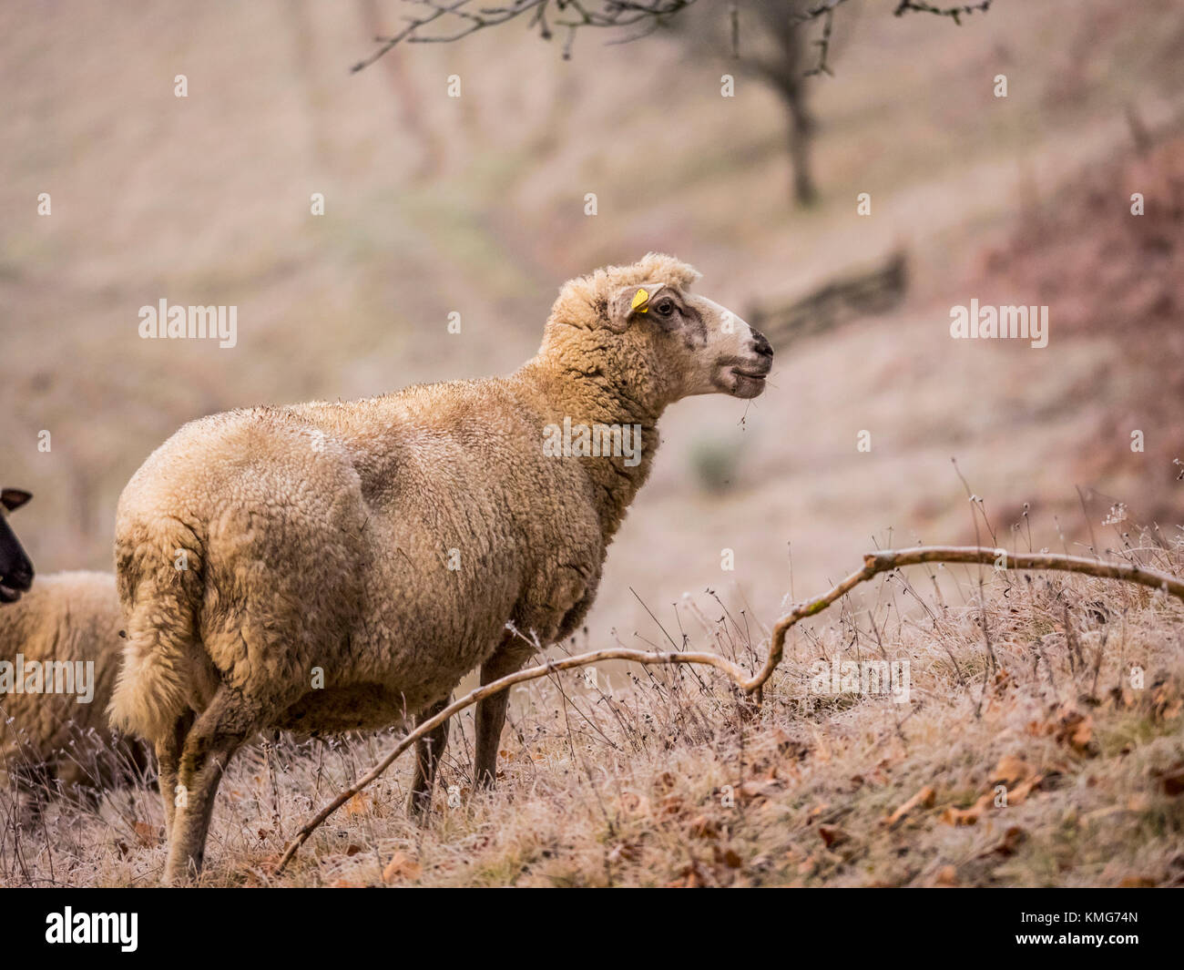Sheep on grass field Stock Photo - Alamy
