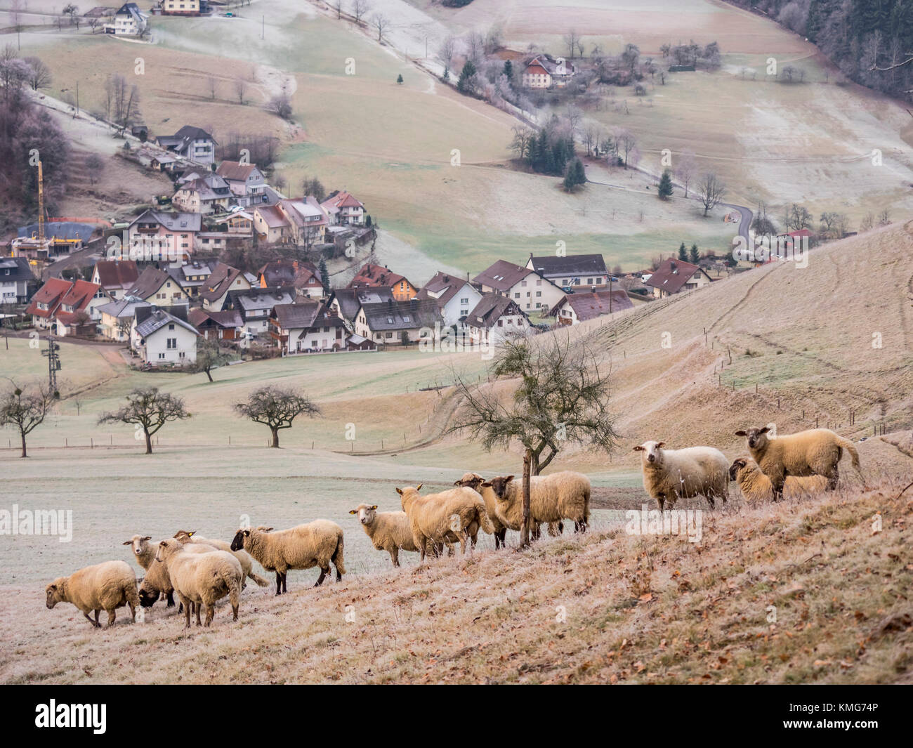 Flock of sheep on meadow with village in background Stock Photo - Alamy