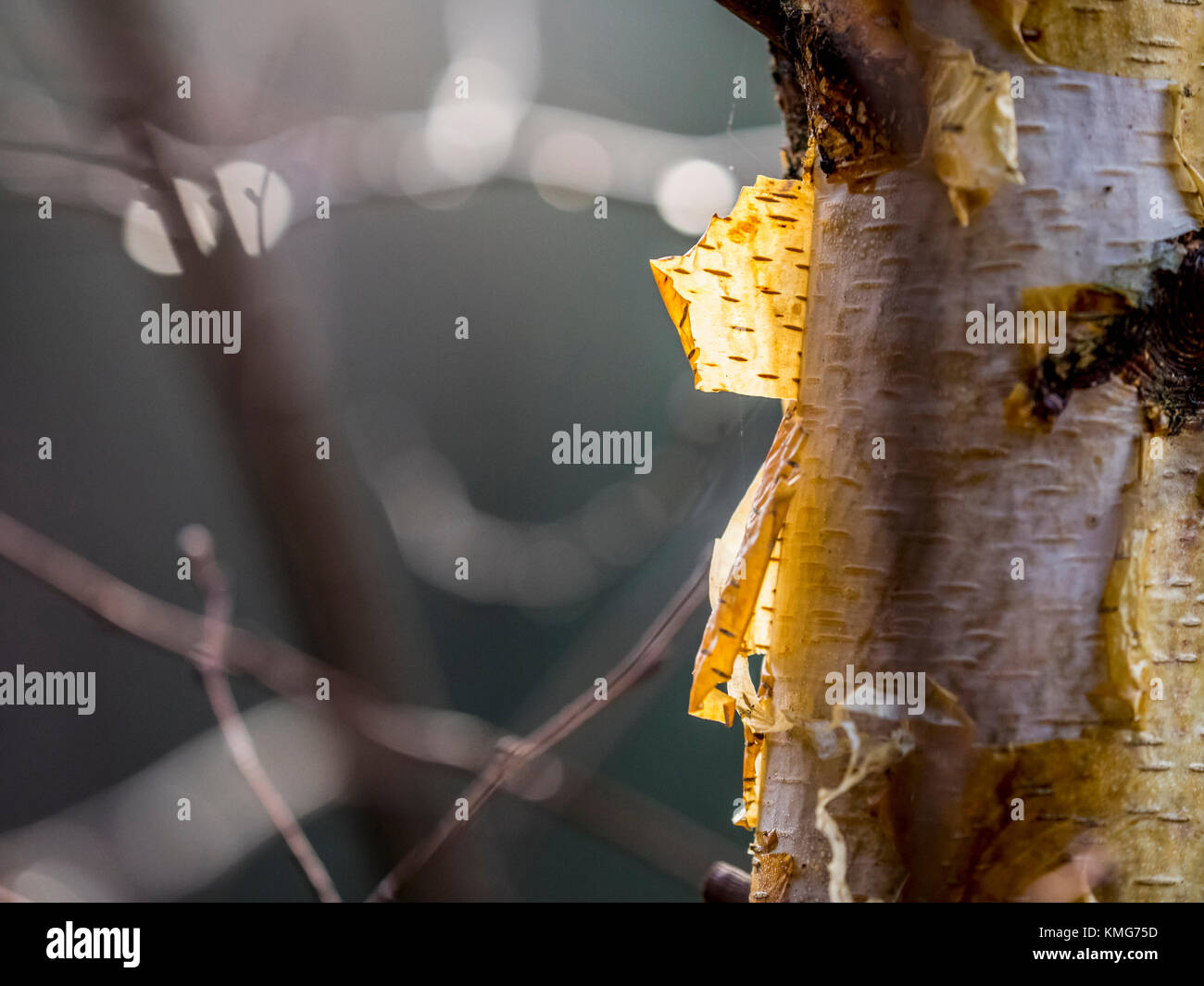 Close-up of birch tree trunk Stock Photo - Alamy