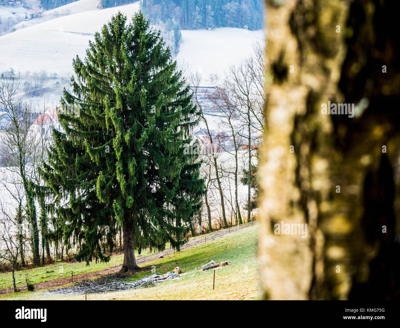 Big fir tree hi-res stock photography and images - Alamy