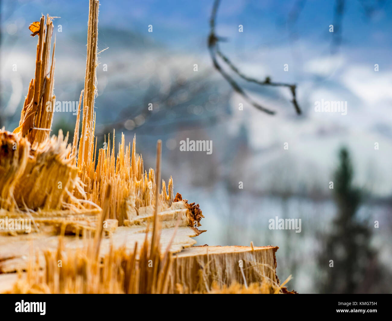 Spruce tree stump hi-res stock photography and images - Alamy