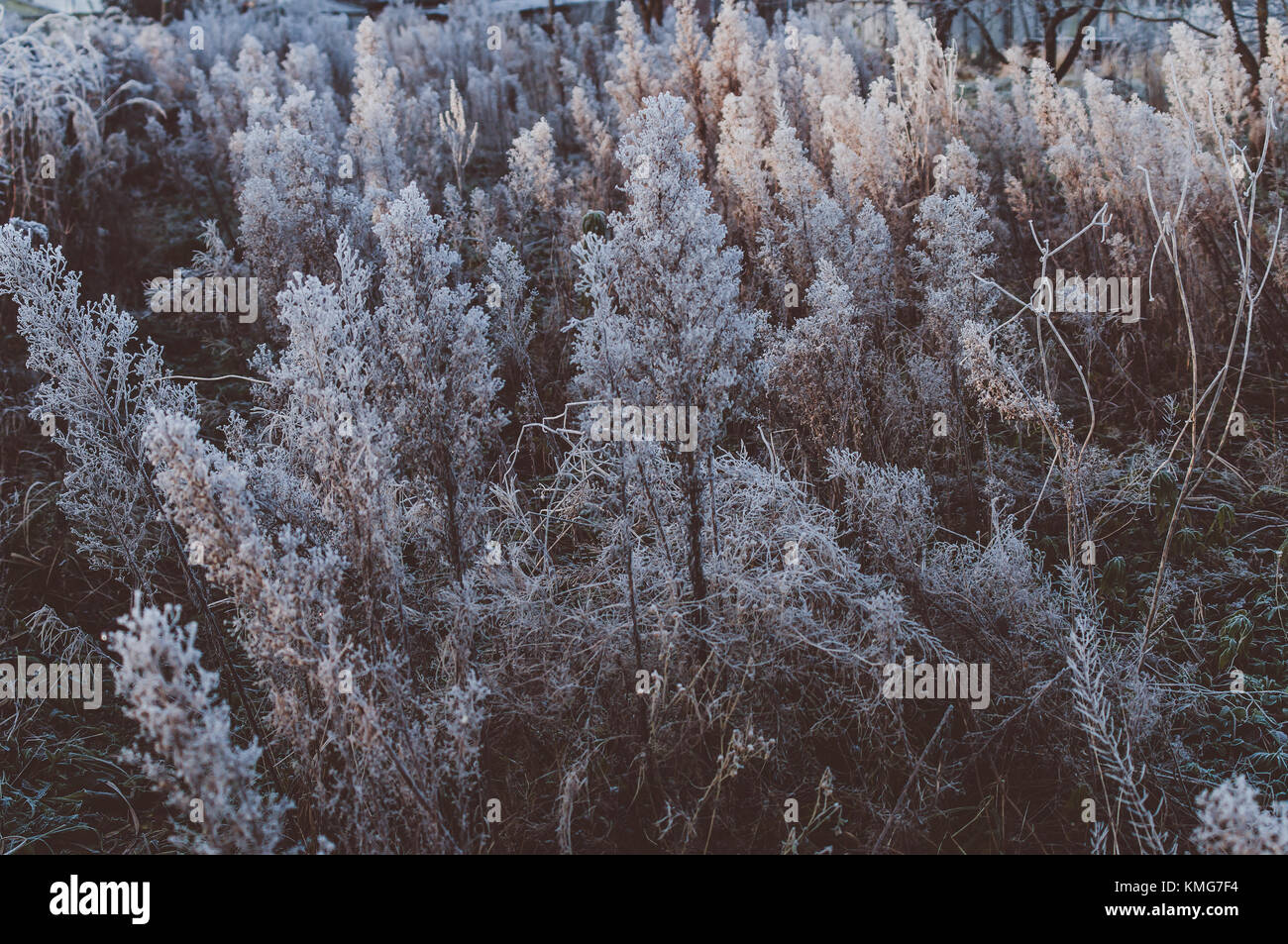Winter garden. Frozen flowers Stock Photo - Alamy