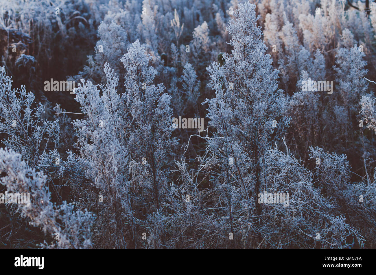 Exuberant fauna hi-res stock photography and images - Alamy