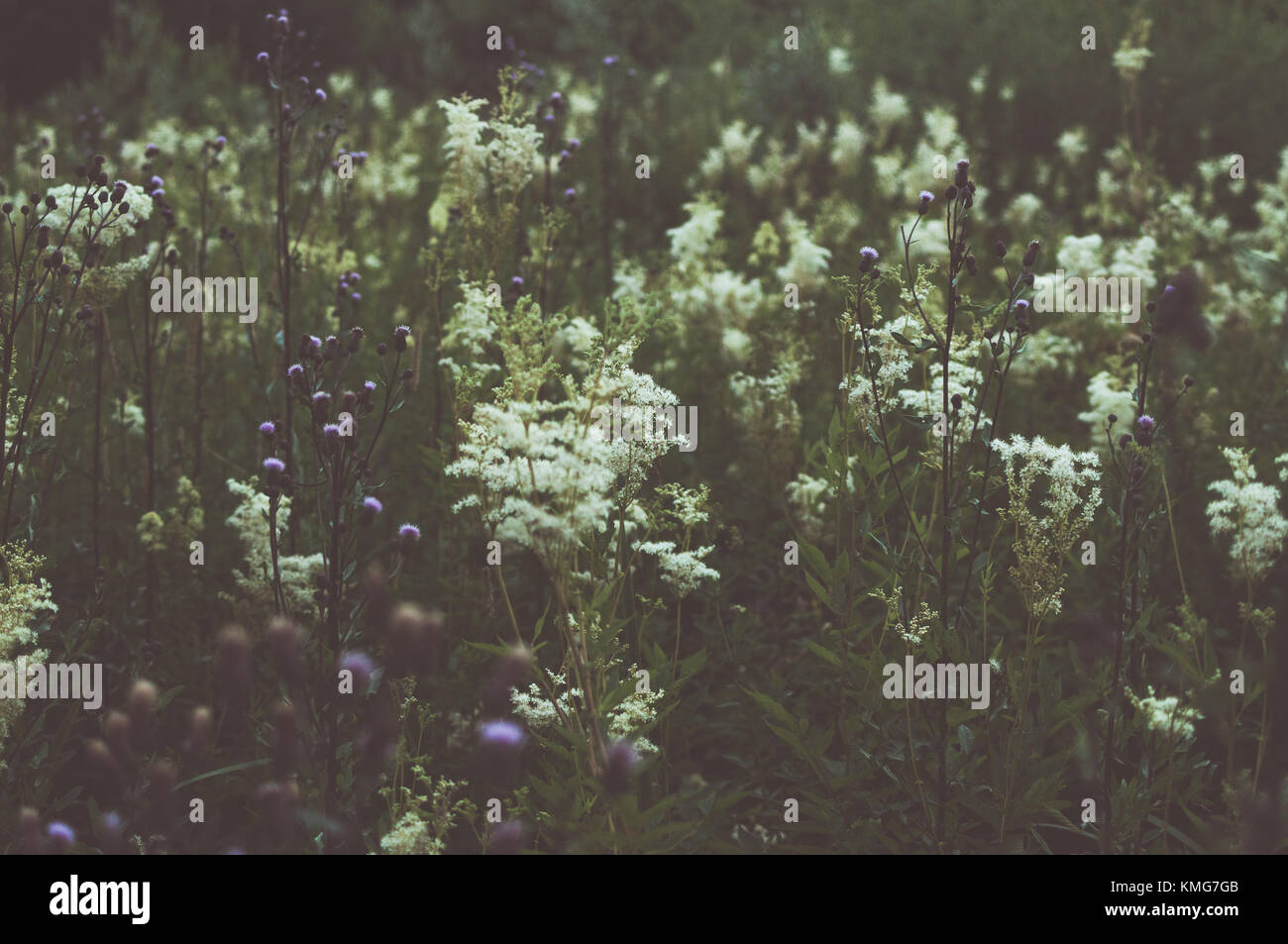 Plant based background. Colorful meadow flowers Stock Photo - Alamy