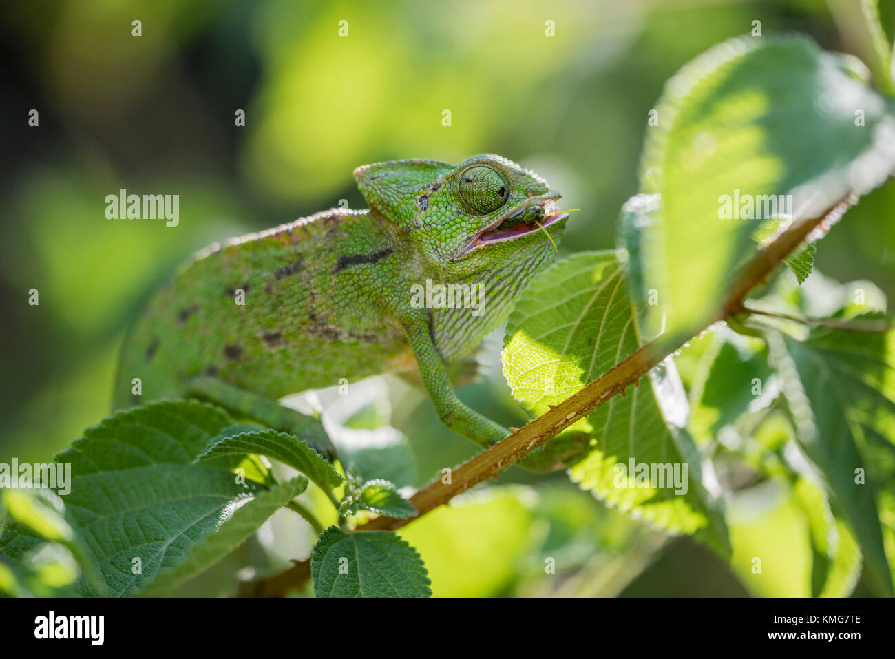 Europaeisches Chamaeleon ,Chamaeleo chamaeleon, Common Chameleon Stock ...