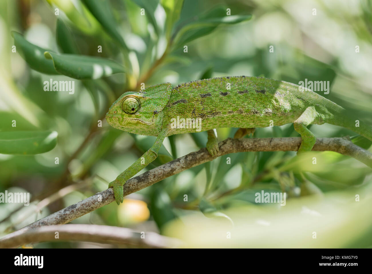 Europaeisches Chamaeleon ,Chamaeleo chamaeleon, Common Chameleon Stock ...