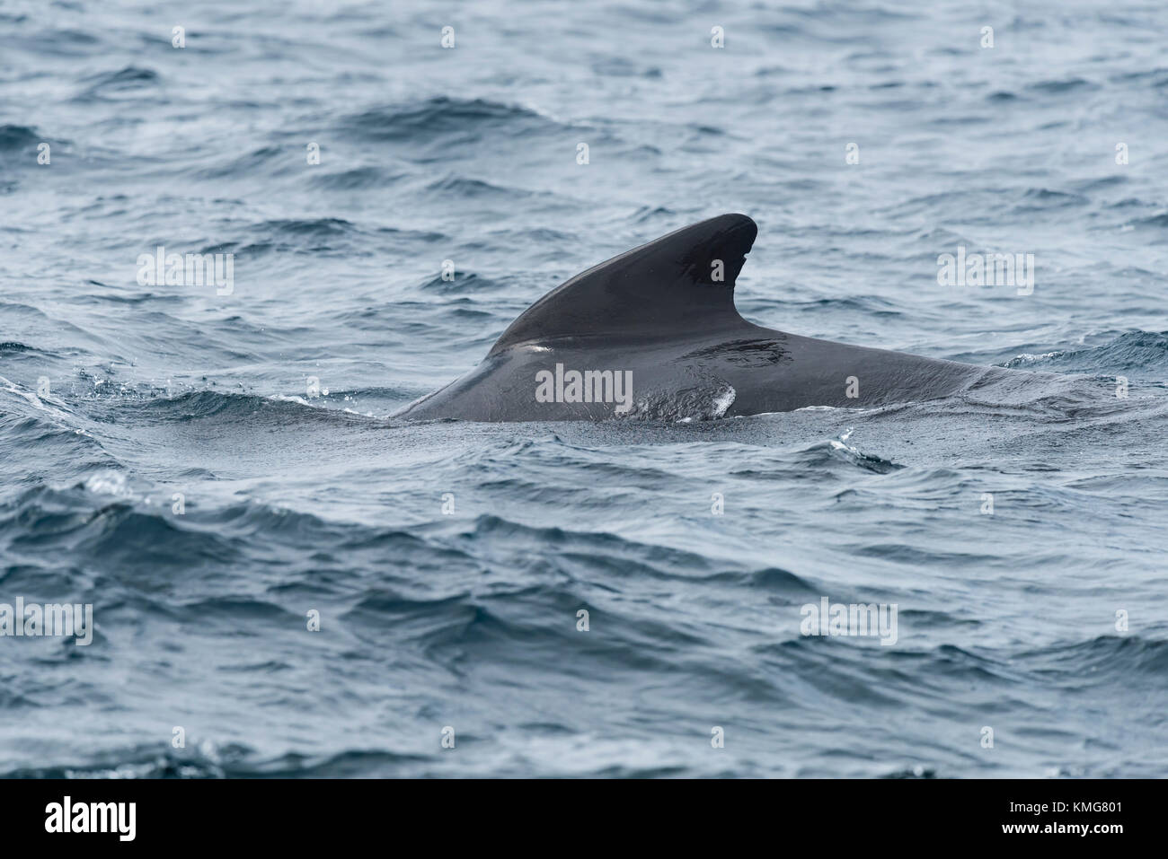 Gewoehnlicher Grindwal,Globicephala melas, Long-Finned Pilot Whale ...
