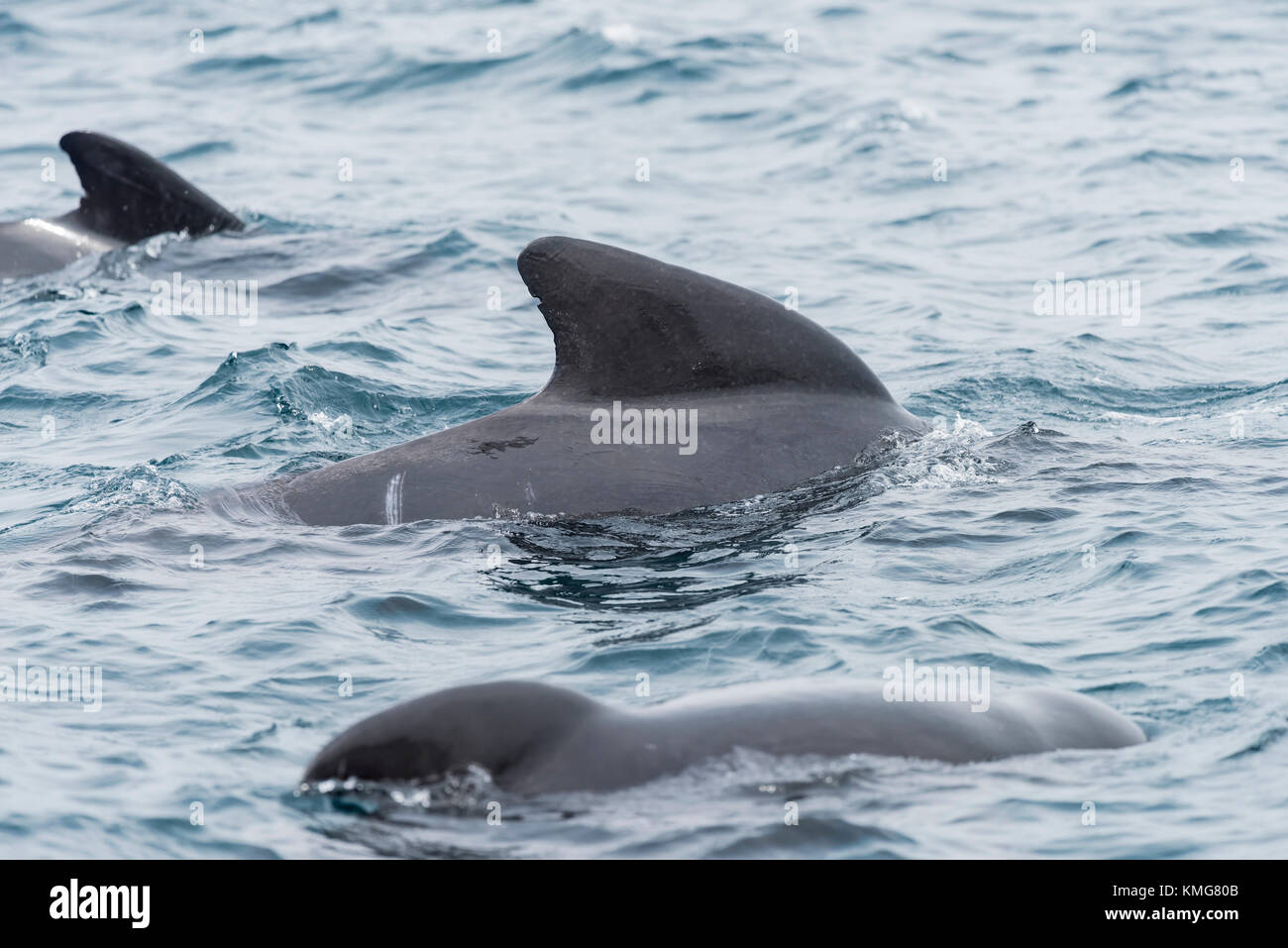 Gewoehnlicher Grindwal,Globicephala melas, Long-Finned Pilot Whale ...