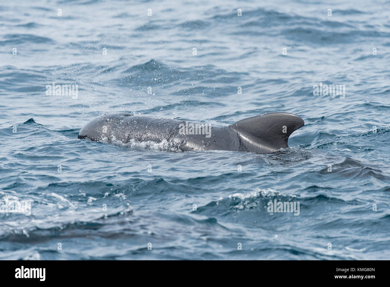 Gewoehnlicher Grindwal,Globicephala melas, Long-Finned Pilot Whale ...