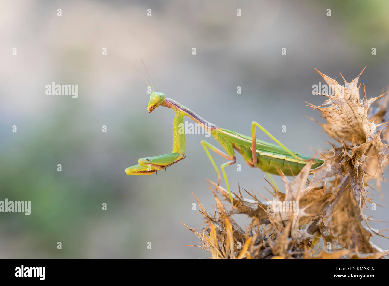 Mittelmeer Gottesanbeterin, Iris oratoria, Mediterranean mantis Stock ...
